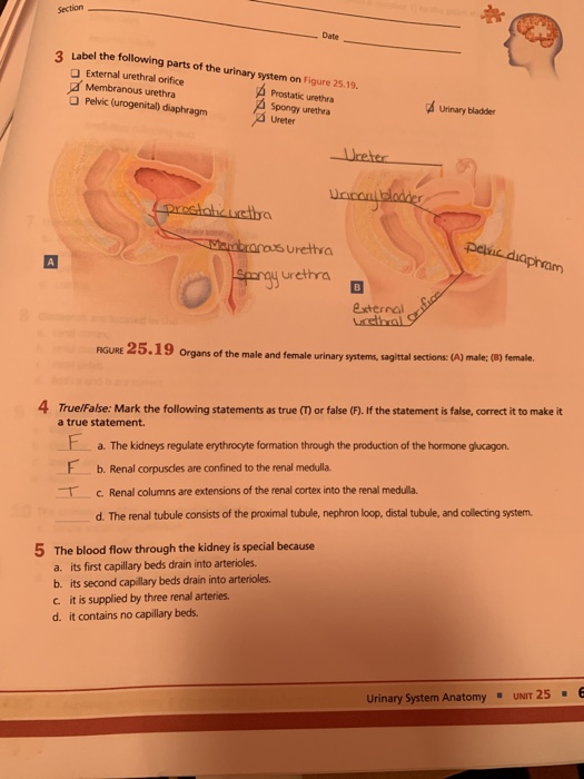 Solved Section Date 2 Label the following parts of the | Chegg.com