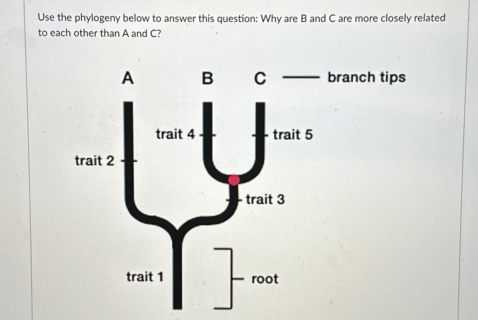Solved Use the phylogeny below to answer this question: Why | Chegg.com