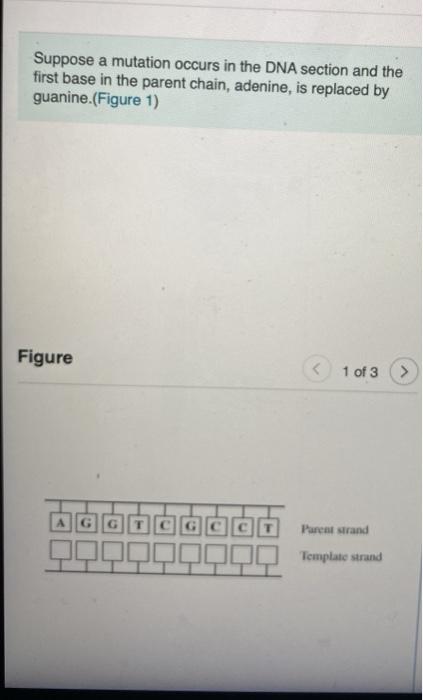 Solved Suppose a mutation occurs in the DNA section and the | Chegg.com