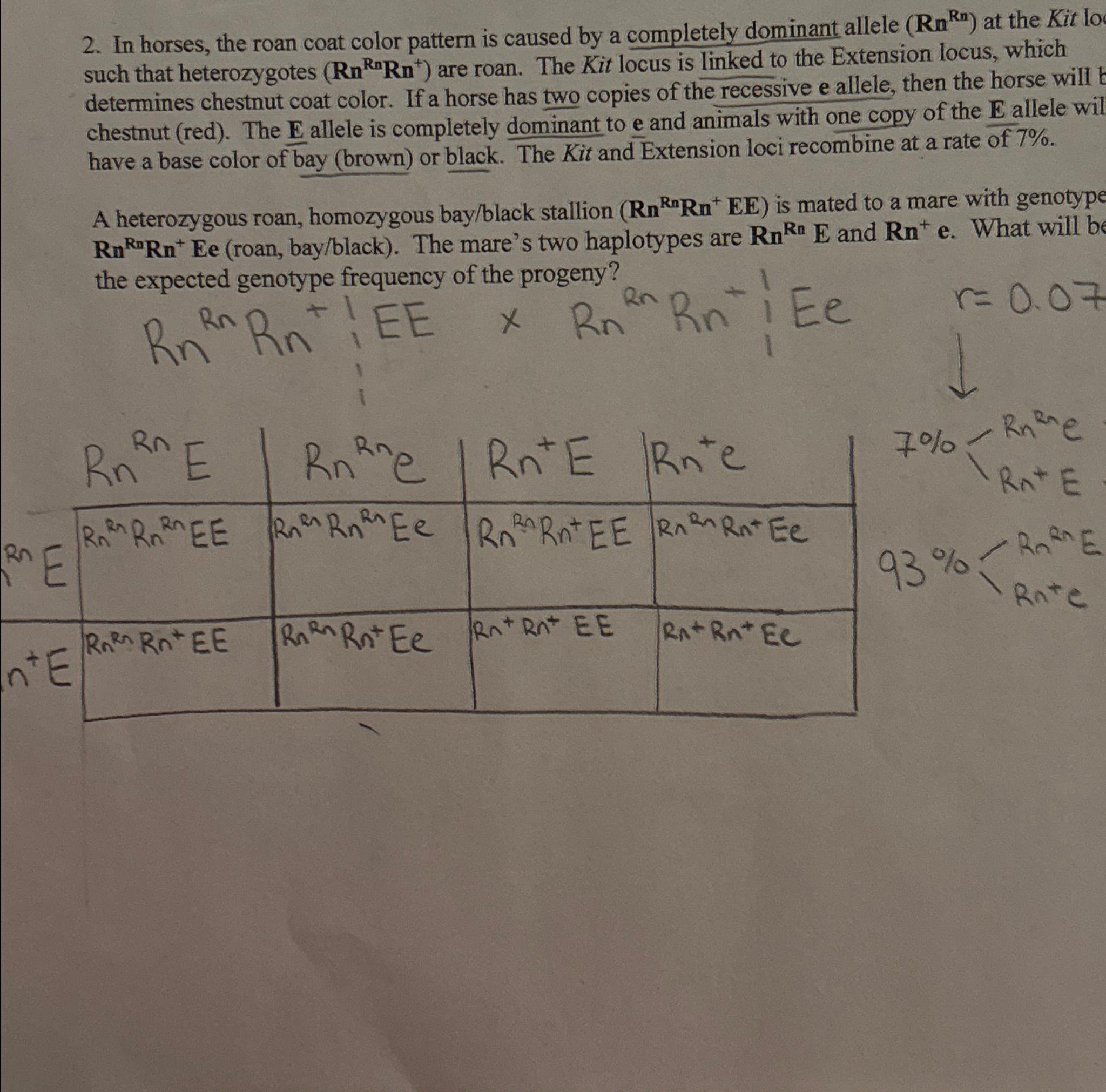 Solved In horses, the roan coat color pattern is caused by a | Chegg.com
