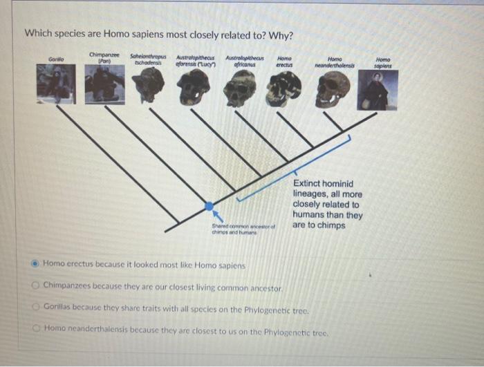 Solved Which species are Homo sapiens most closely related | Chegg.com