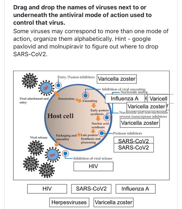 Solved Drag and drop the names of viruses next to or | Chegg.com
