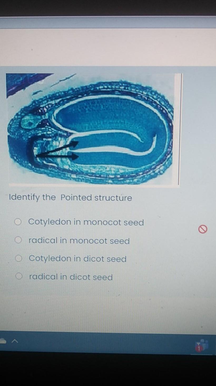 Solved Identify the Pointed structure O Cotyledon in monocot | Chegg.com