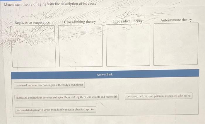 Solved Match each theory of aging with the description of | Chegg.com