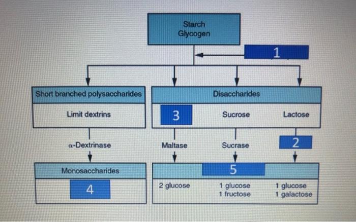 Solved I need help labeling 1-5 please | Chegg.com