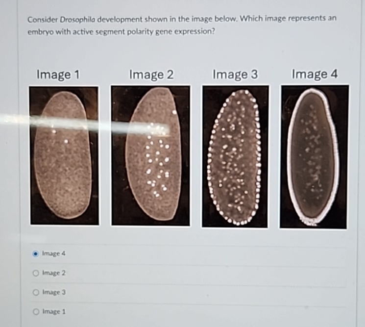 Solved Consider Drosophila development shown in the image | Chegg.com
