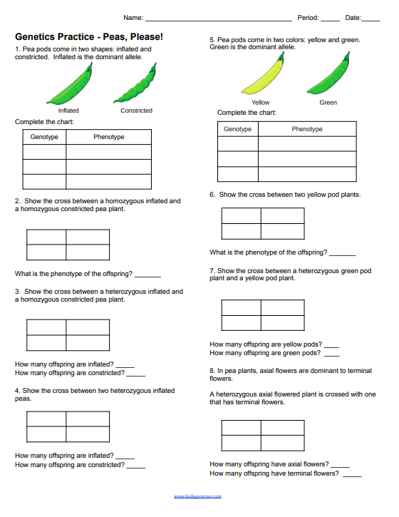Solved Pea pods come in two shapes: inflated andconstricted. | Chegg.com