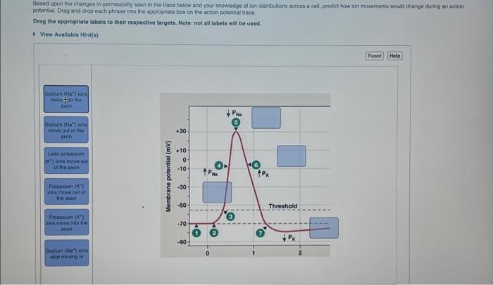 Solved Based upon the changes in permeability seen in the | Chegg.com