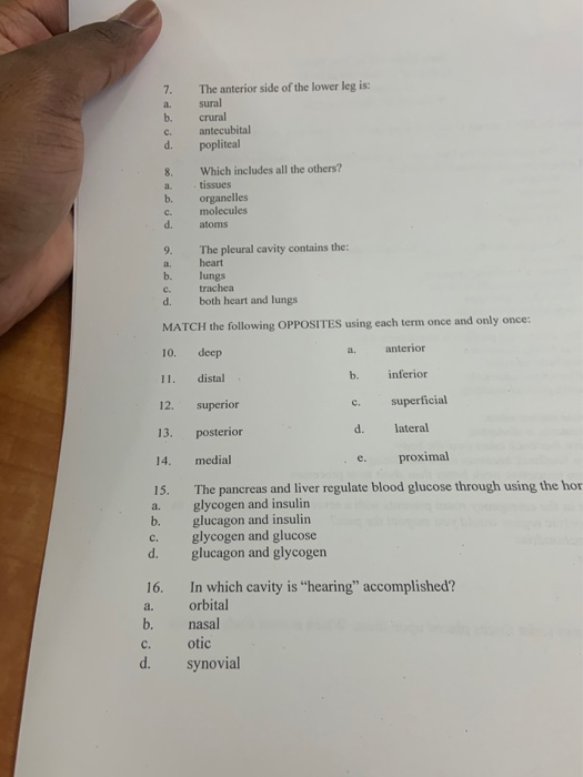 Solved The anterior side of the lower leg is: sural crural | Chegg.com