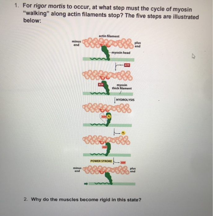Solved 1. For rigor mortis to occur, at what step must the | Chegg.com