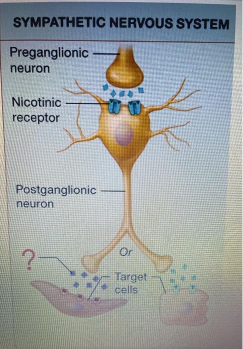 Solved SYMPATHETIC NERVOUS SYSTEM Preganglionic neuron | Chegg.com