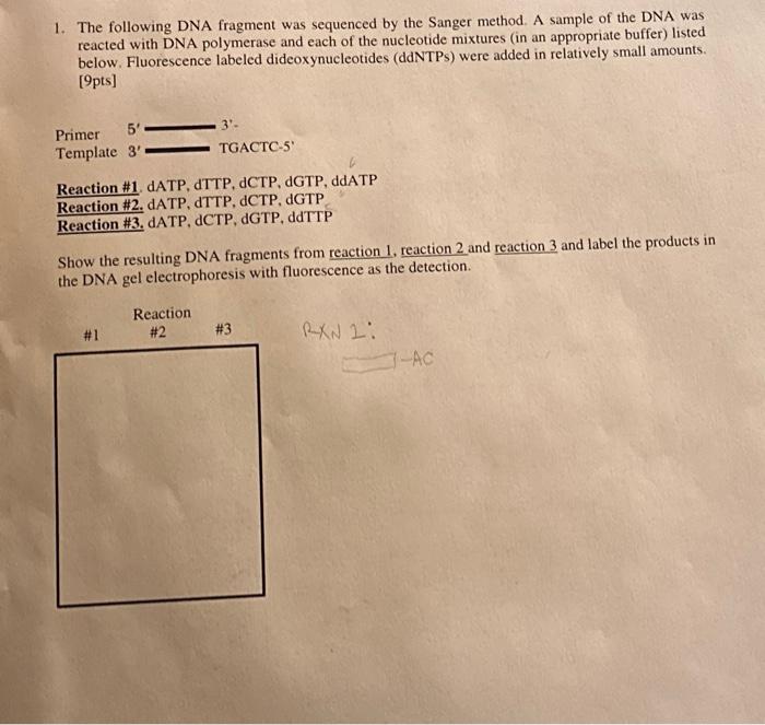 Solved 1. The following DNA fragment was sequenced by the | Chegg.com