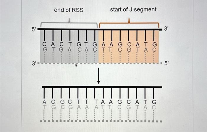 Solved Below is a representation of a part of a heavy chain | Chegg.com