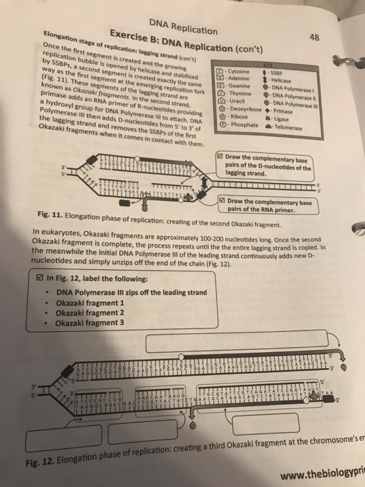 Solved DNA Replication 48 Exercise B: DNA Replication | Chegg.com