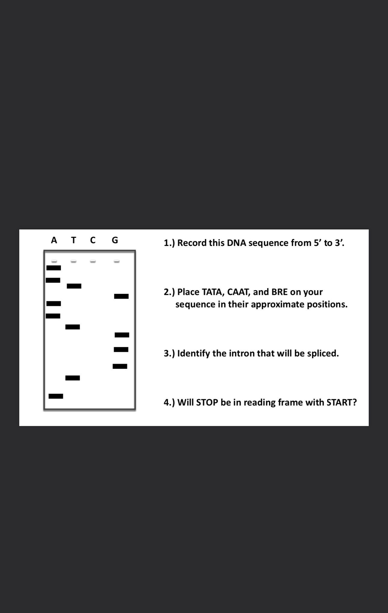 Solved A T C G1.) ﻿Record this DNA sequence from 5' ﻿to | Chegg.com
