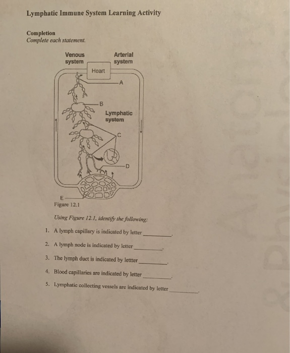 Solved Lymphatic Immune System Learning Activity Completion | Chegg.com