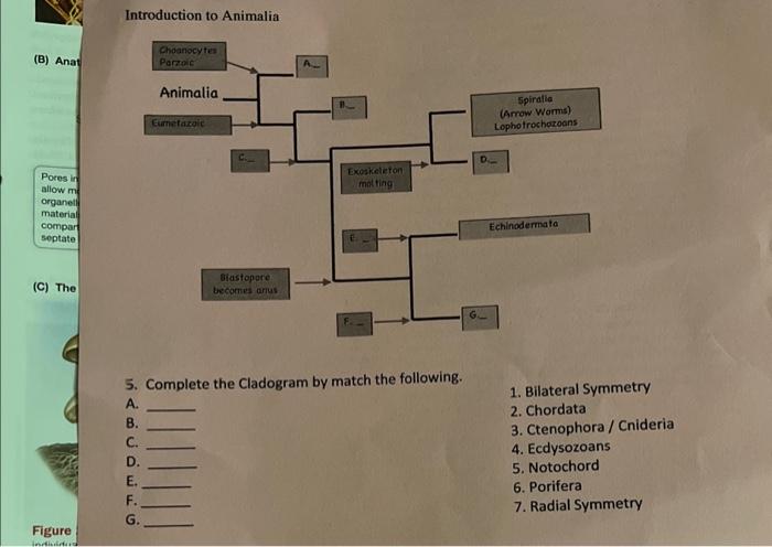 Solved Introduction to Animalia 5. Complete the Cladogram by | Chegg.com