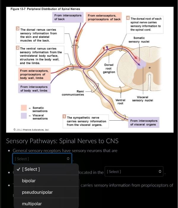 Solved ensory Pathways: Spinal Nerves to CNS General sensory | Chegg.com