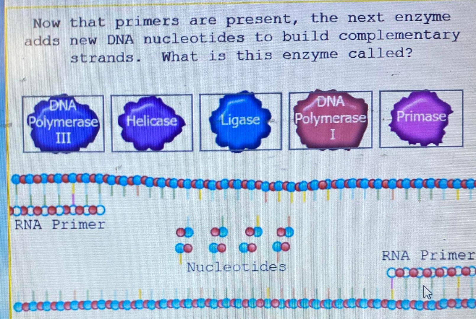 Solved Now that primers are present, the next enzyme adds | Chegg.com