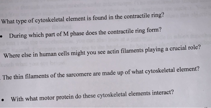 Solved What type of cytoskeletal element is found in the | Chegg.com