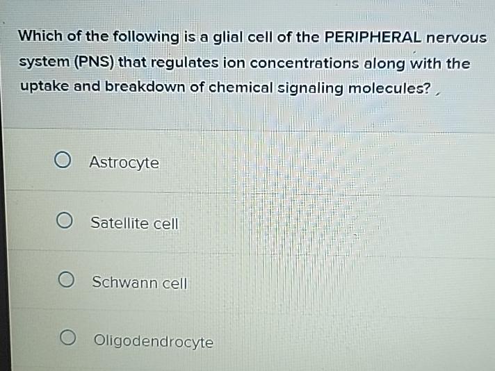 Solved Which of the following is a glial cell of the | Chegg.com
