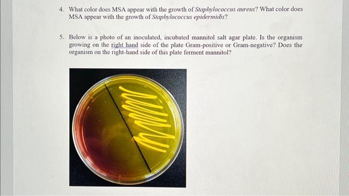 Solved 4. What color does MSA appear with the growth of | Chegg.com