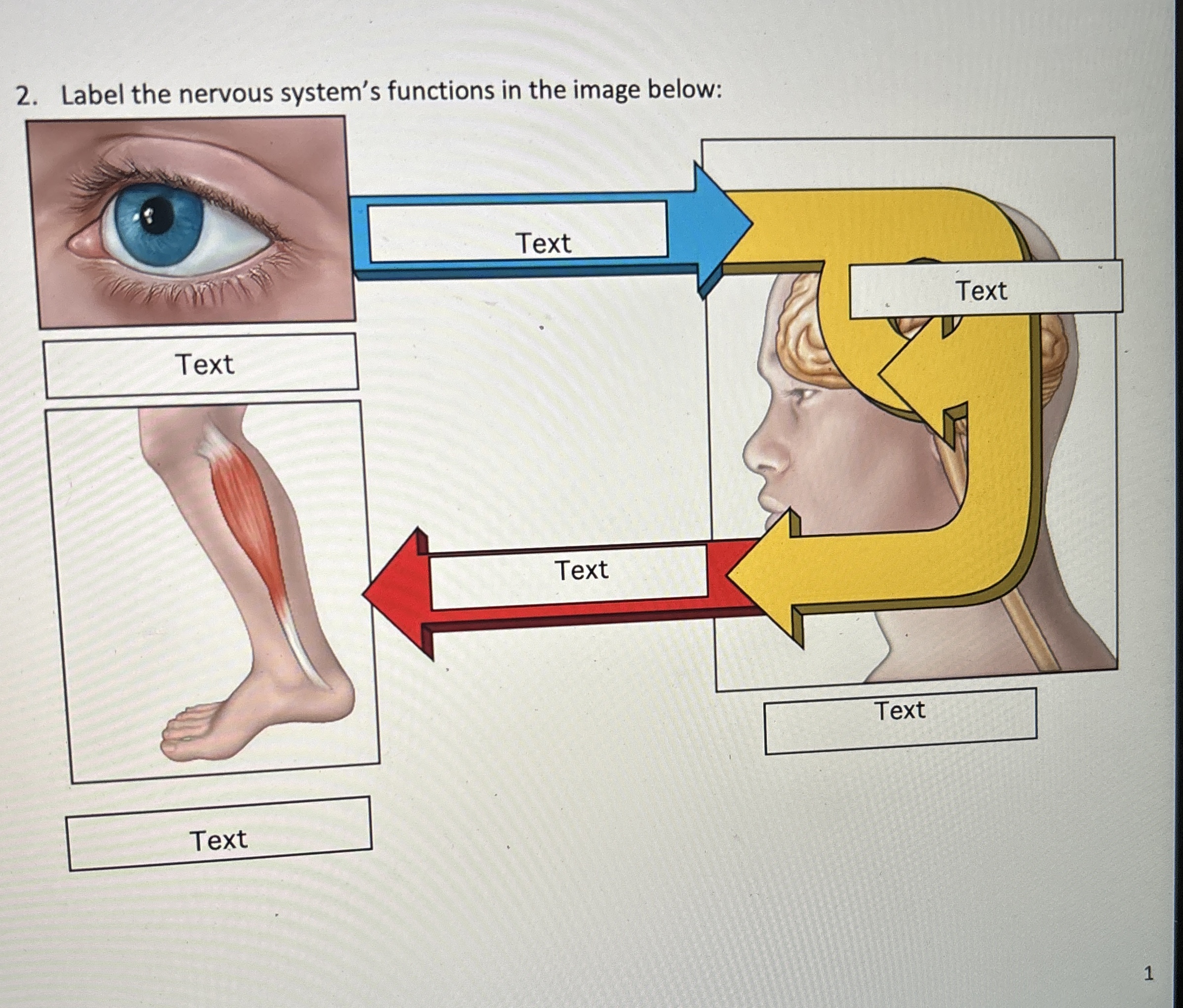 Solved Label the nervous system's functions in the image | Chegg.com