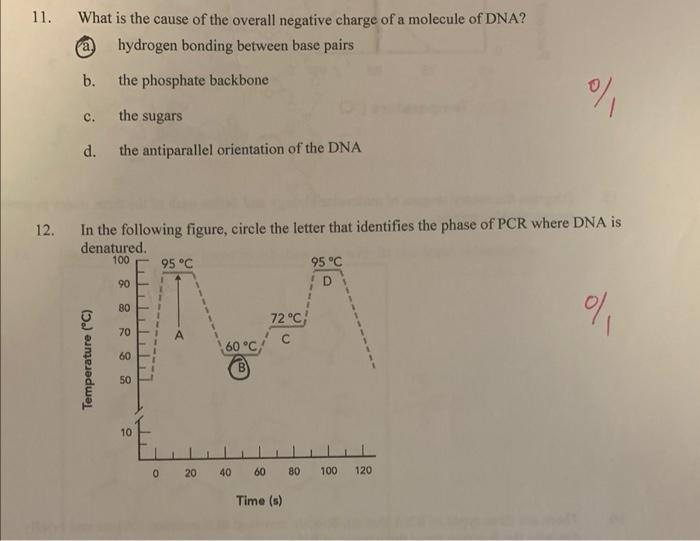 Solved 11. What is the cause of the overall negative charge | Chegg.com