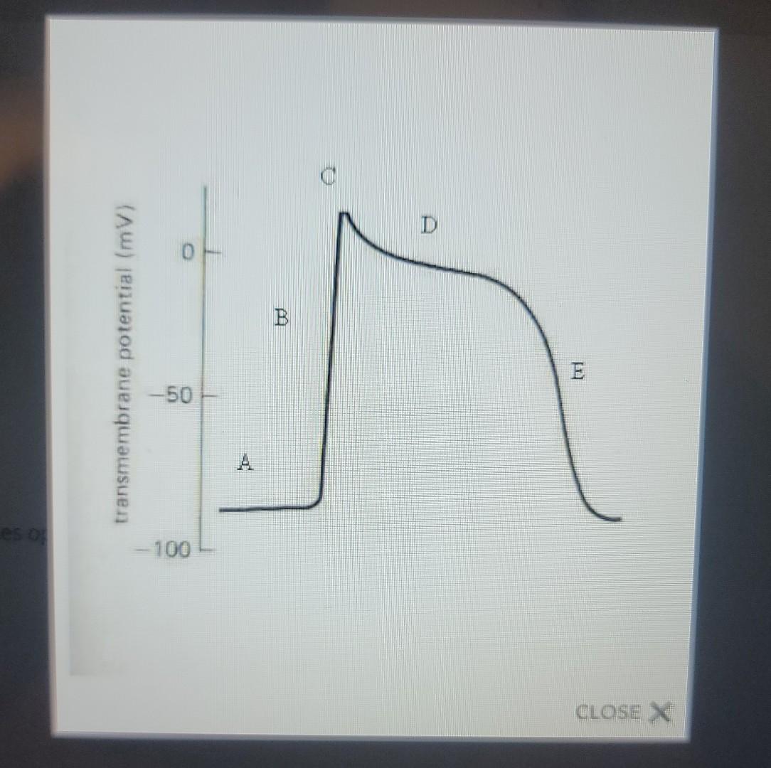 Solved What phase does Potassium gates open? What phase does | Chegg.com