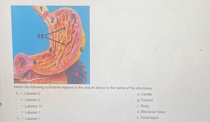 Solved 10: 5 Match the following numbered regions in the | Chegg.com