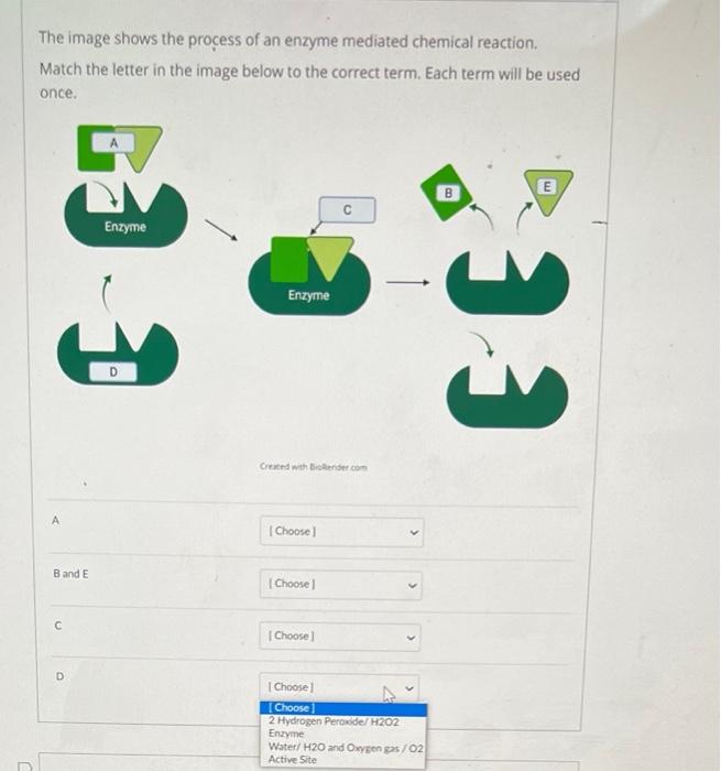 Solved answer choices are: 2 hydrogen peroxide/ H2O2Enzyme | Chegg.com