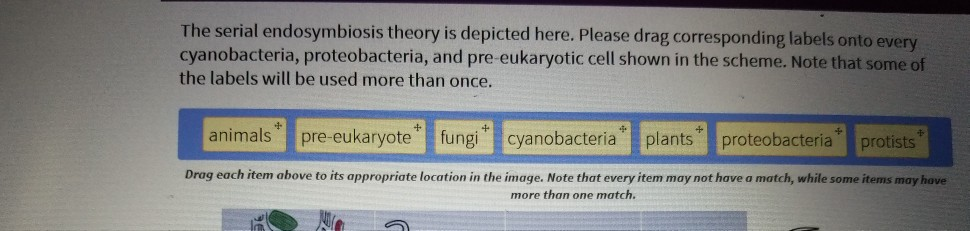 Solved The serial endosymbiosis theory is depicted here. | Chegg.com