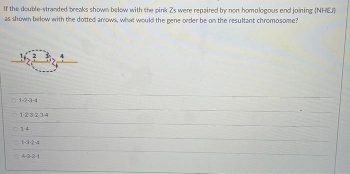 If the double-stranded breaks shown below with the | Chegg.com