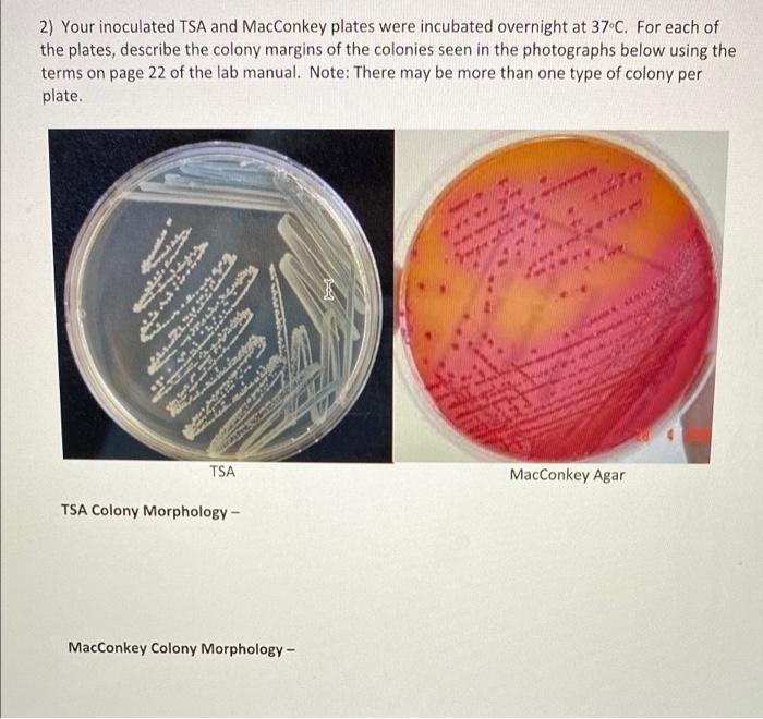 Solved Laboratory Exercise 13: Bacterial Isolation and | Chegg.com