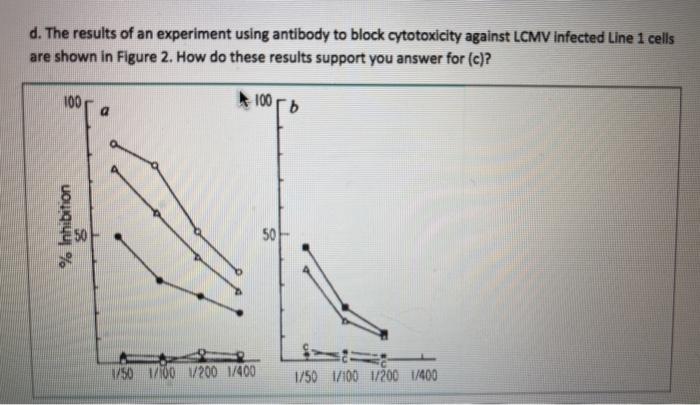 2. In this experiment, mouse fibroblasts known as L | Chegg.com
