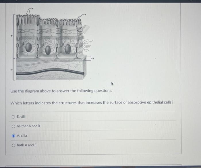 Solved Use the diagram above to answer the following | Chegg.com