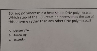 Solved Taq polymerase is a heat-stable DNA polymerase. Which | Chegg.com