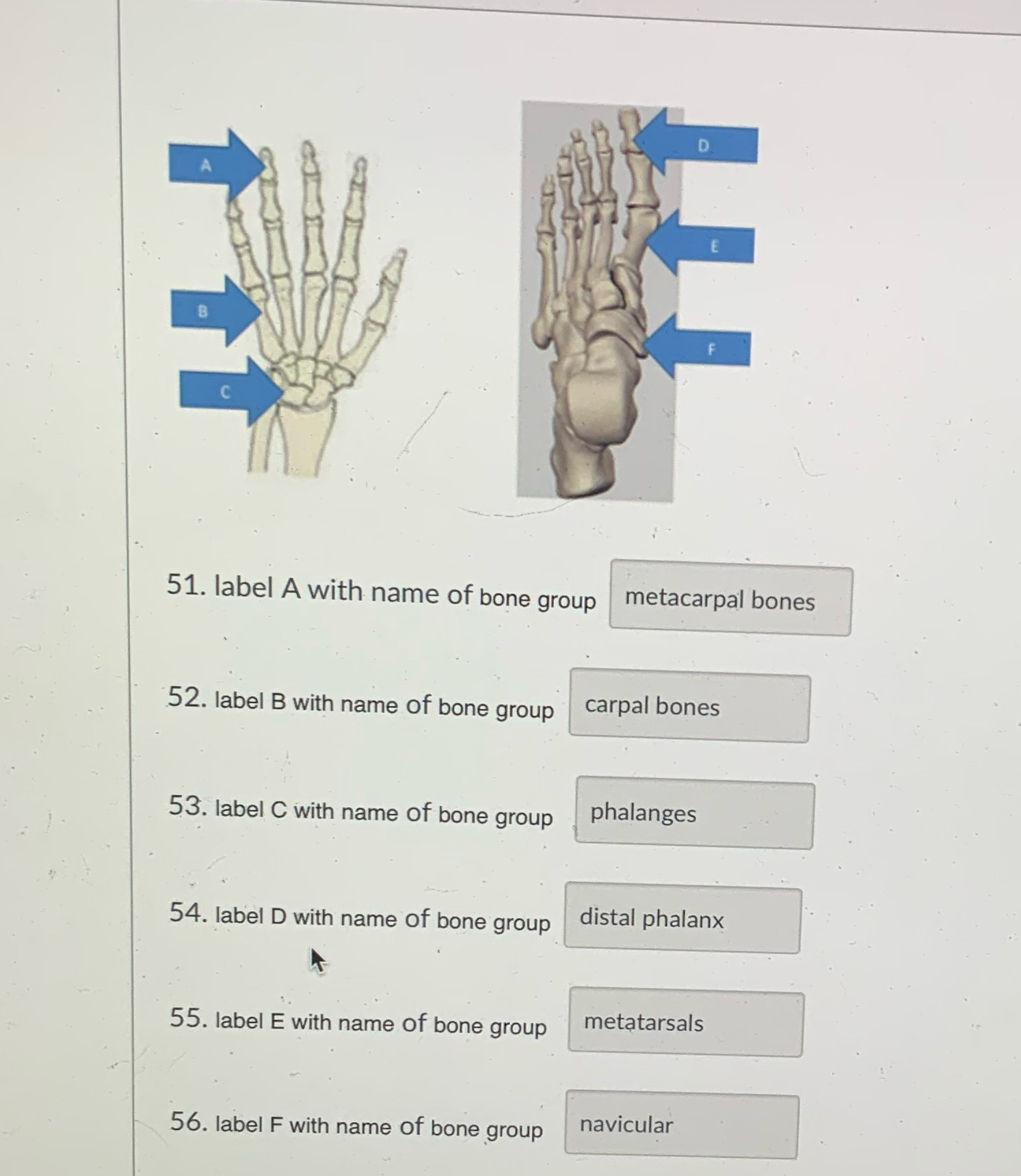 Solved label A with name of bone grouplabel B with name of | Chegg.com