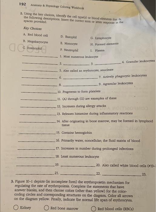 Solved 192 Anatomy & Physiology Coloring Workbook 2. Using | Chegg.com