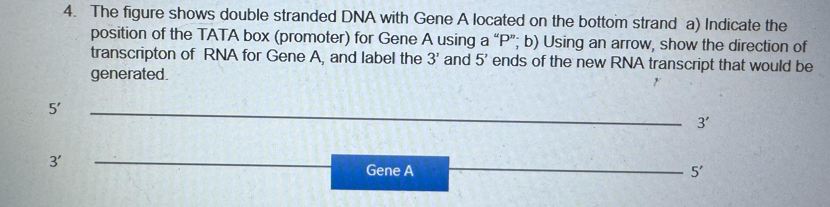 Solved The figure shows double stranded DNA with Gene A | Chegg.com
