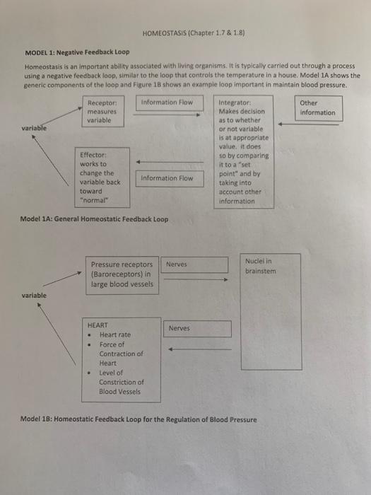 Solved HOMEOSTASIS (Chapter 17 & 1.8) MODEL 1: Negative | Chegg.com