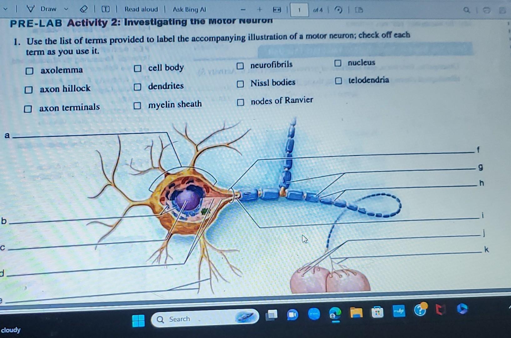 Solved and mitotically active cells in the epidermis. These | Chegg.com
