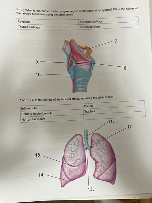 Solved Activity: Complete the Story of the Airflow Pathway | Chegg.com