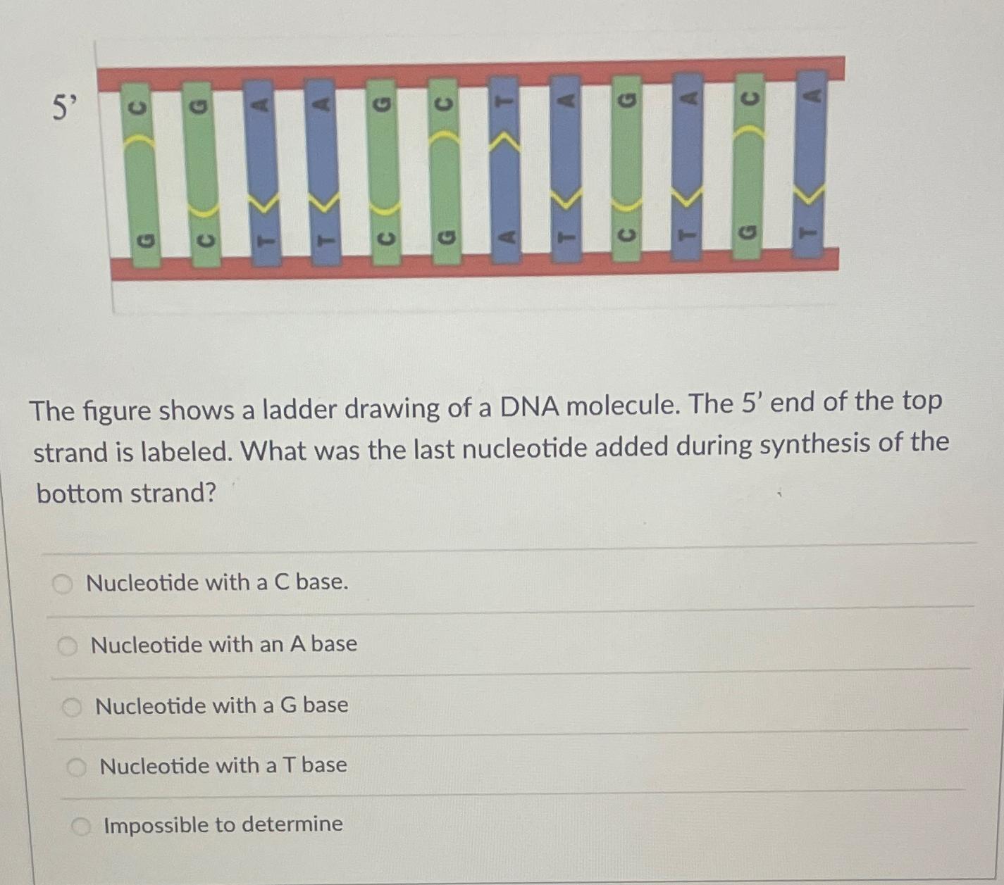 Solved The figure shows a ladder drawing of a DNA molecule. | Chegg.com