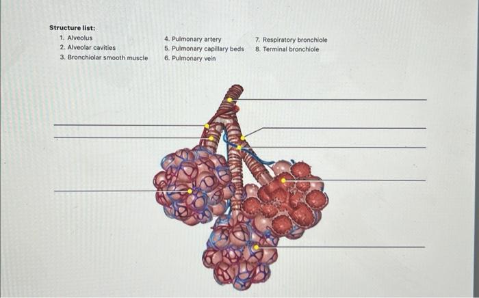 Solved Structure list: 1. Alveolus 2. Alveolar cavities 3. | Chegg.com