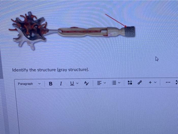 Solved V Identify the structure (gray structure). Paragraph | Chegg.com