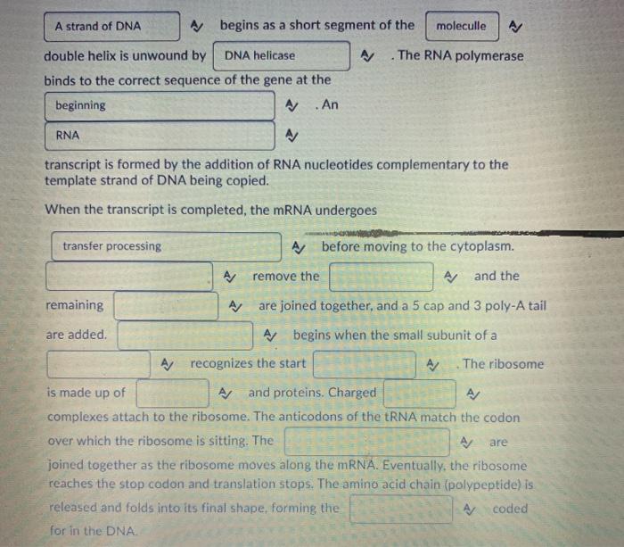 Solved A strand of DNA A begins as a short segment of the | Chegg.com