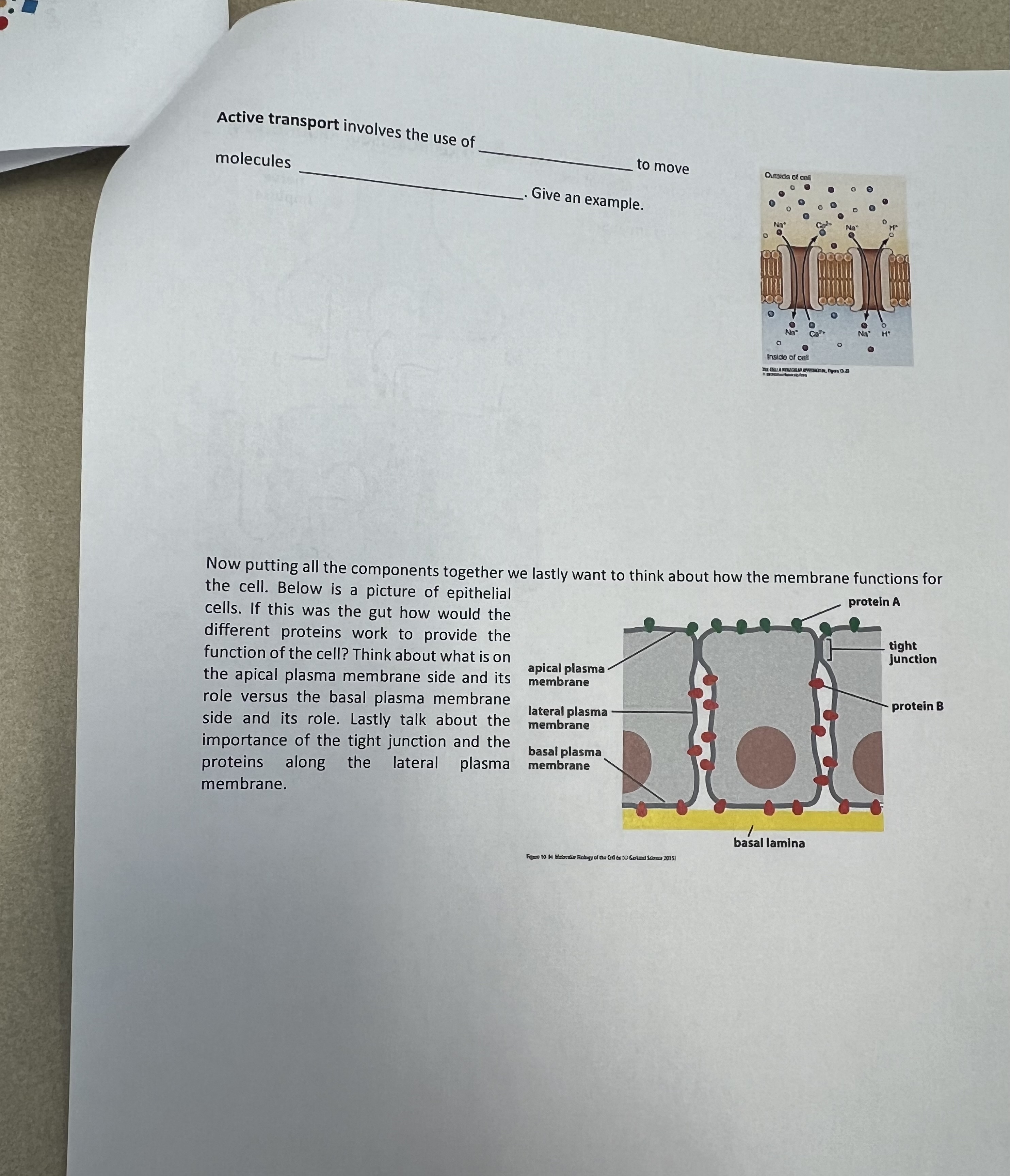 Solved Help me finish my extra study material packet. Active | Chegg.com