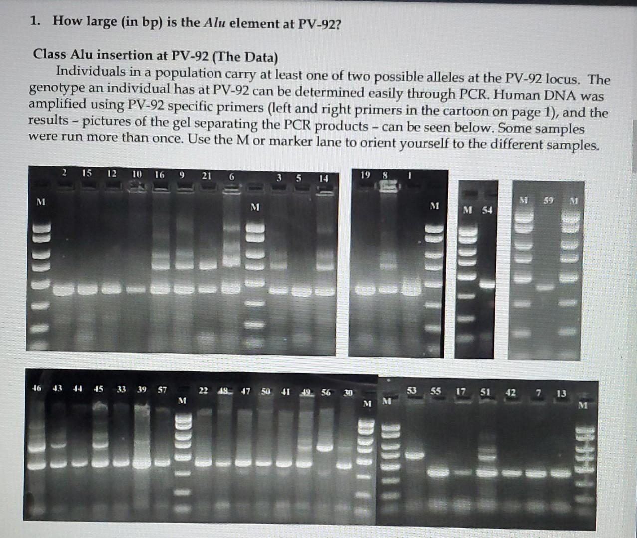 1. How large (in bp) is the Alu element at PV-92? | Chegg.com