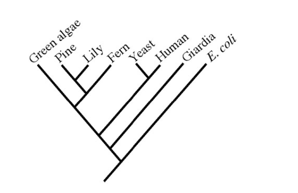 Solved If you were to add a trout to the phylogeny shown | Chegg.com
